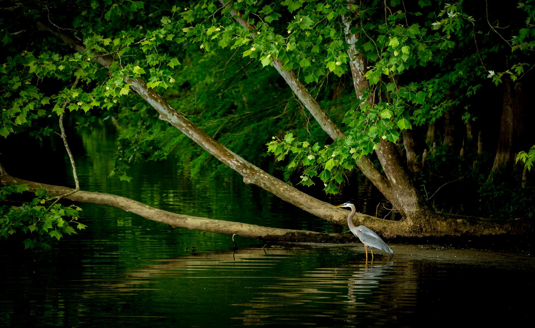 Retreat into Nature at Bledsoe Creek State Park - Visit Sumner