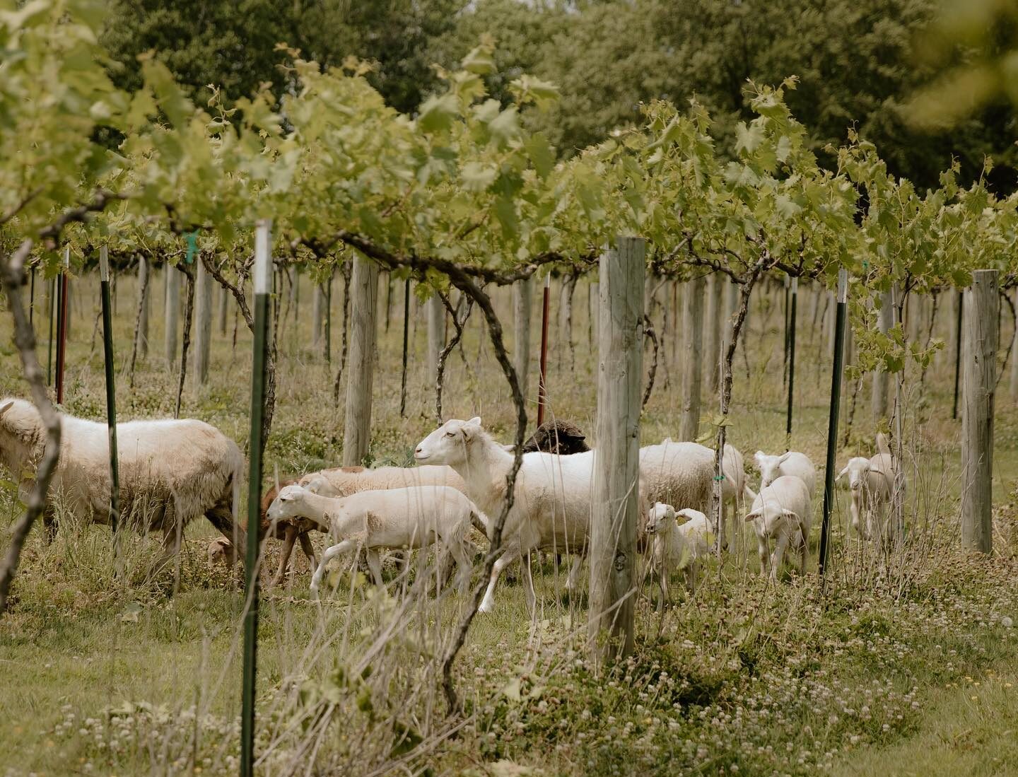 The Ultimate Sumner County Spring Break Guide - Visit Sumner